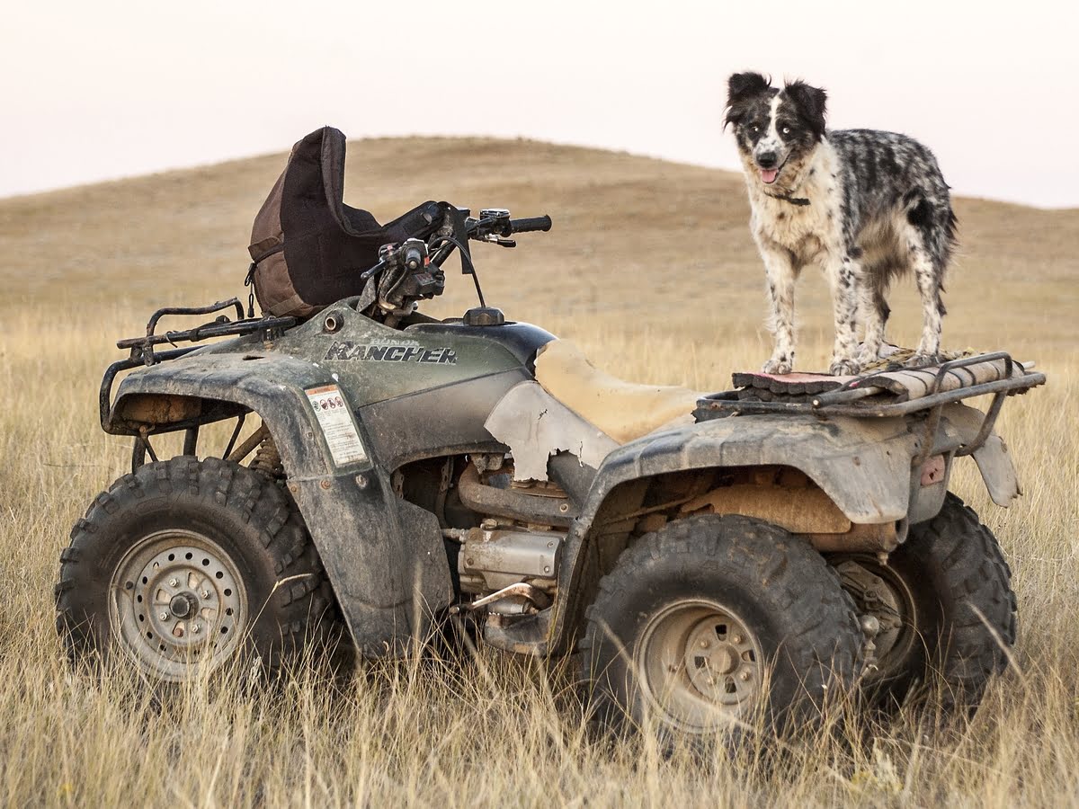 Important Used ATV Pre-Purchase Inspection Checklist